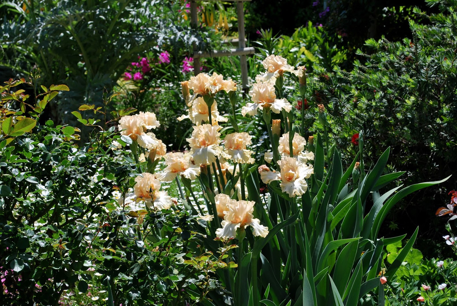 World of Irises: Prolific, Long-lasting Bloom from 'Sweeter Than Honey'