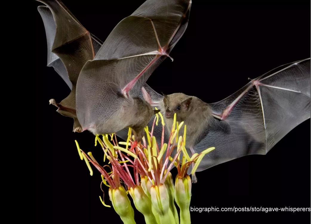 Lesser long-nosed bats Leptonycteris yerbabuenae 2,000-mile migration