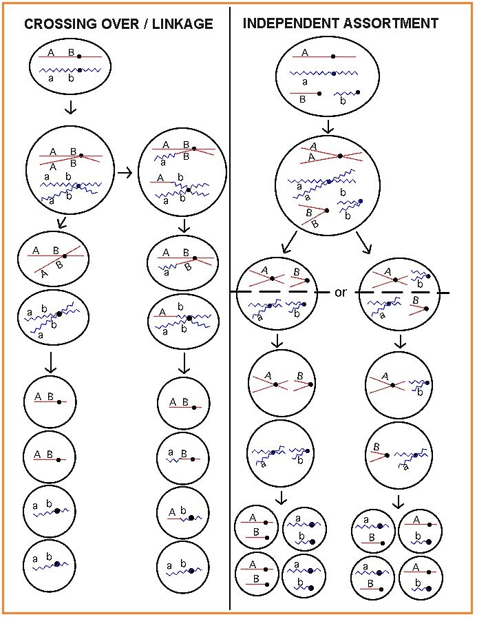 ISHARMANTO-BOJONEGORO: CROSSING OVER