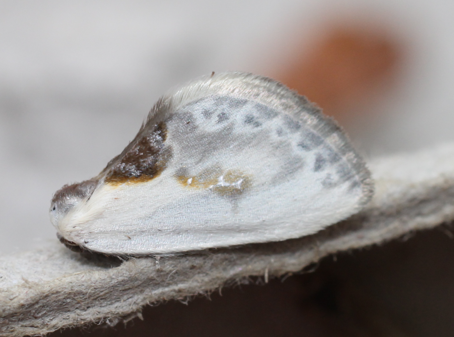 Shandy Hall Moths: 26 July 2012 - Record Numbers