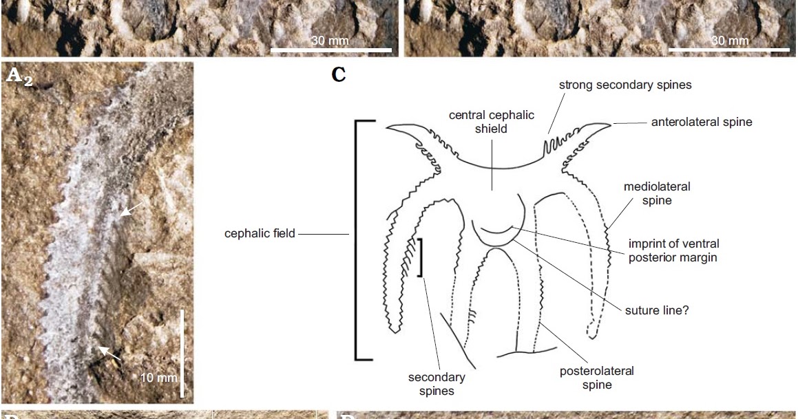 Sciency Thoughts: Mimetaster florestaensis: A new species of ...