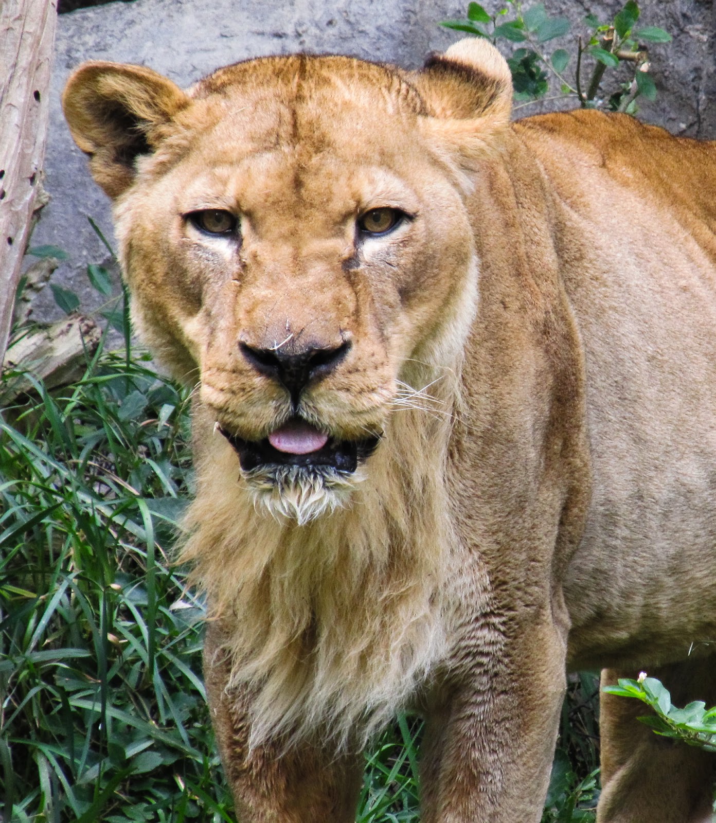 Life with Dylan: Endangered Species Monday - African Lion