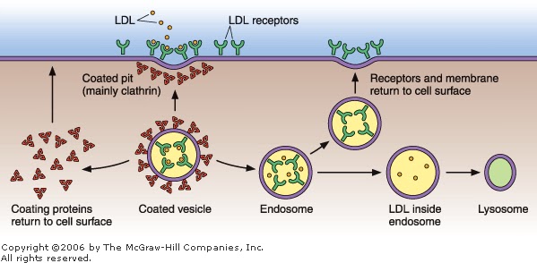 Pinocytosis Definition And Examples
