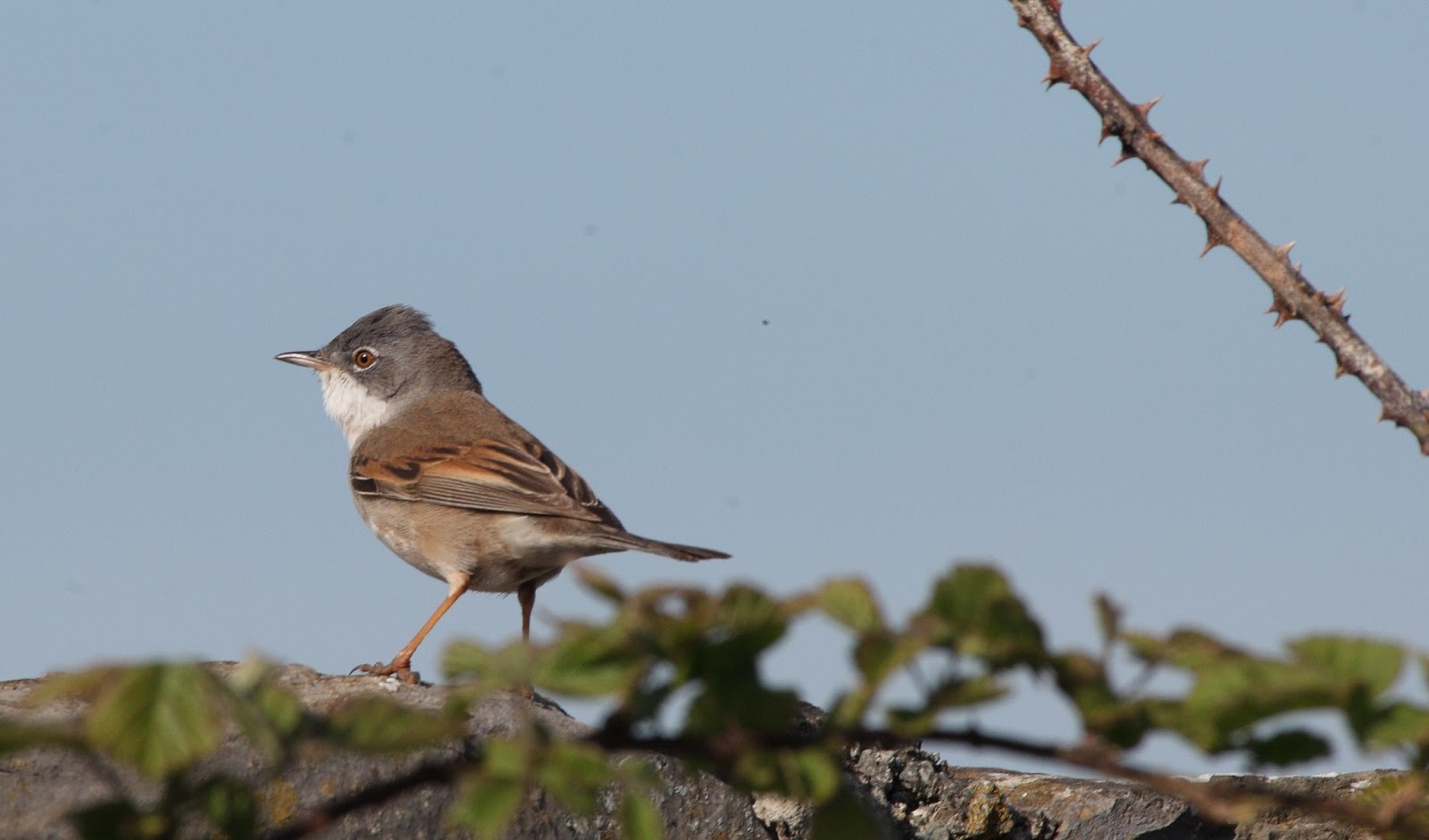 Birding Beyond Blighty: South Stack, Holyhead harbour,Cemlyn bay and a ...