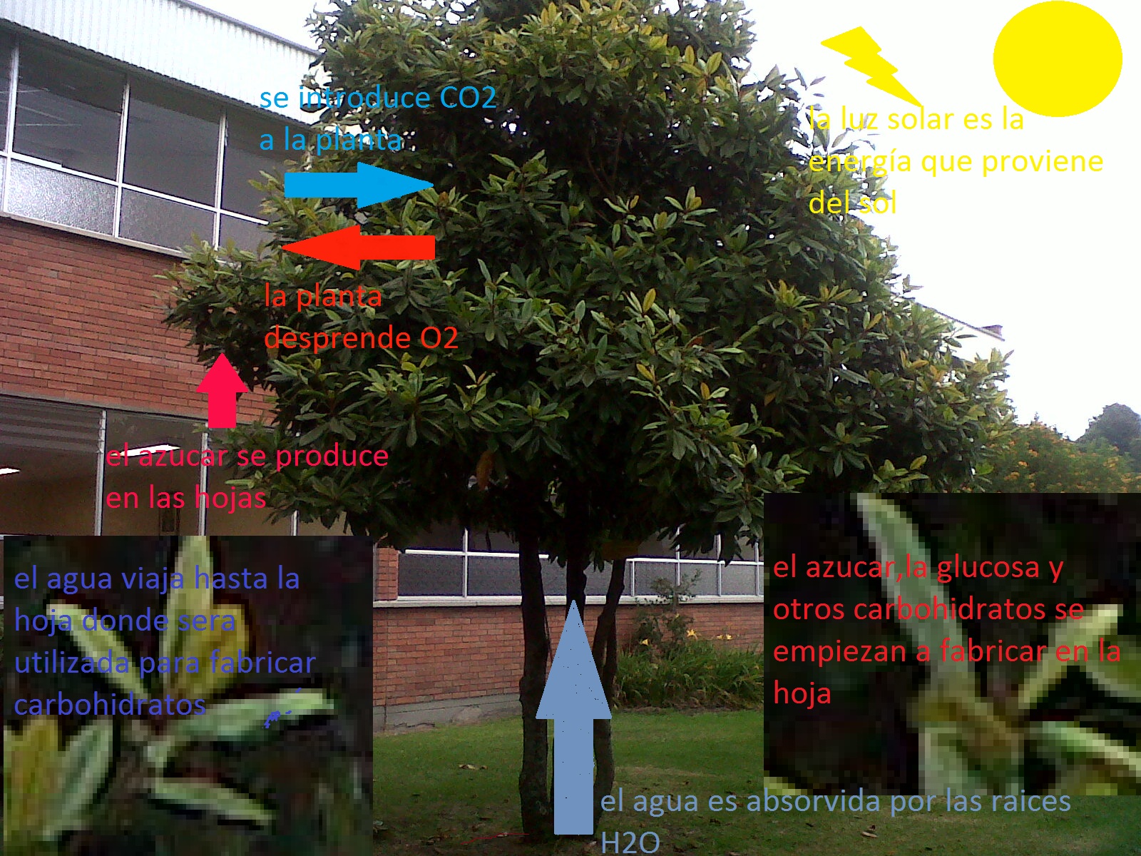 CIENCIAS NATURALES Y EDUCACIÓN AMBIENTAL 2013: ¿que hace la planta con ...