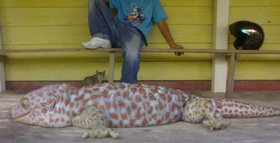 cara membesarkan tokek