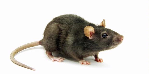 Jasa Pengendalian Tikus