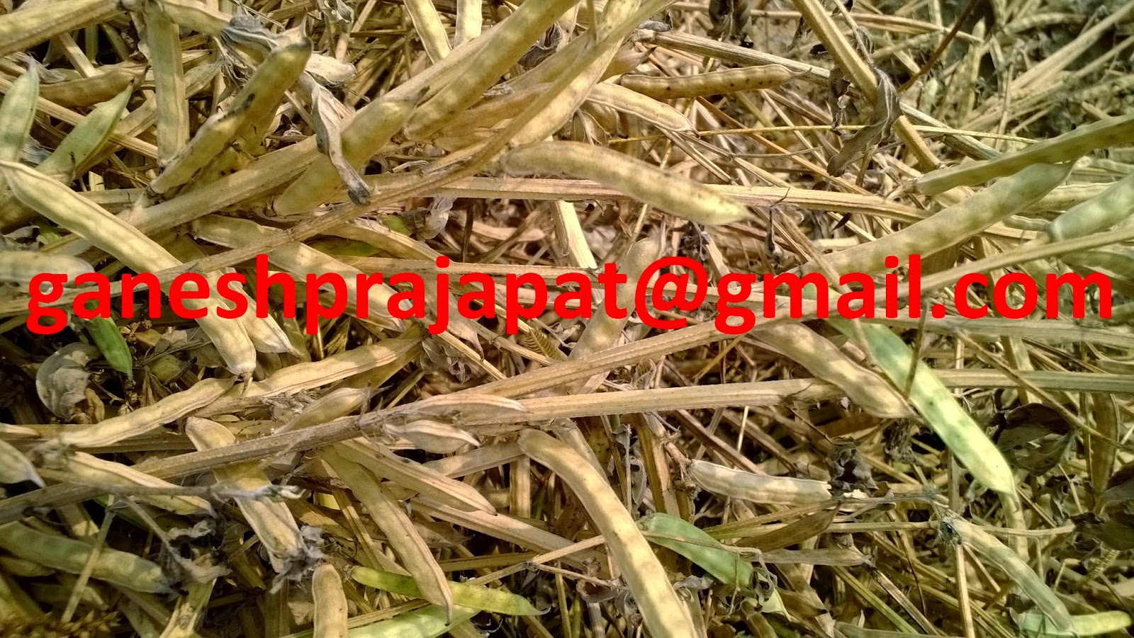 GUAR GUM INFORMATION AND GUAR GUM CULTIVATION IN INDIA: Arrival of new ...