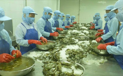 Frozen Shrimp Processing Quick Explanation - Frozen Shrimp Suppliers ...