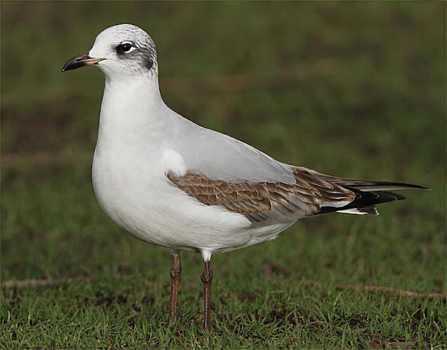 Murfs Wildlife : Mediterranean Gull