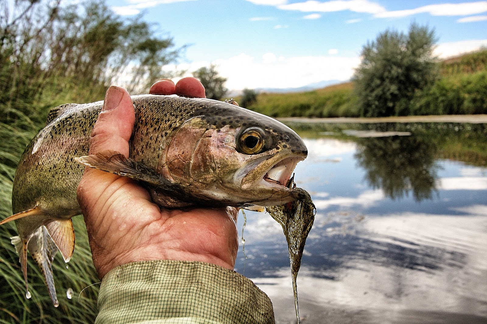 Fly Paper: As Summer Fades: Muck, Weeds and Big Trout