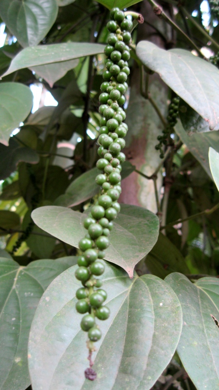 Malhar: Black Pepper