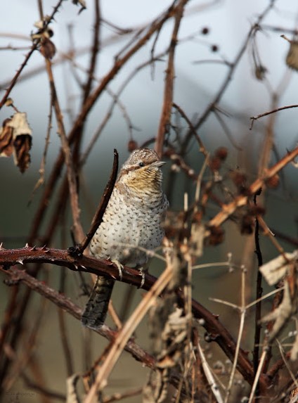 Wanstead Birding: The top 10 birds of Wanstead 2009–2018: No. 2