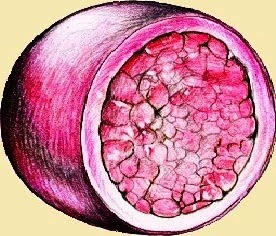 BIOLOGIA CELULAR Y MOLECULAR