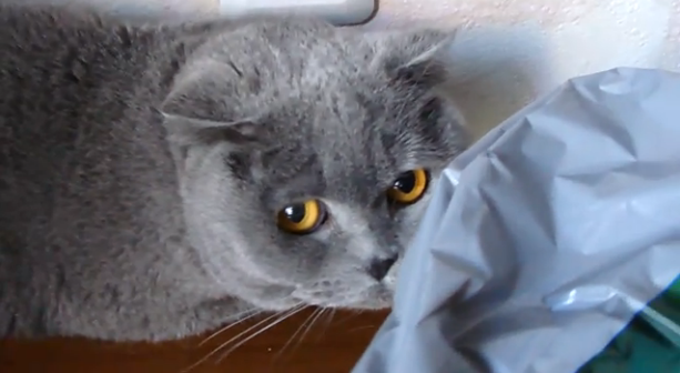 Catsparella: Guilty Cat Is Guilty