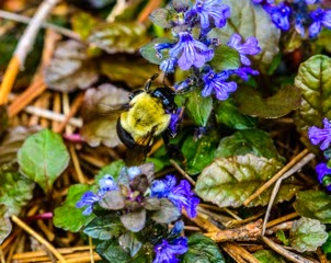 Welcome to the Pitt County Arboretum: POLLINATORS