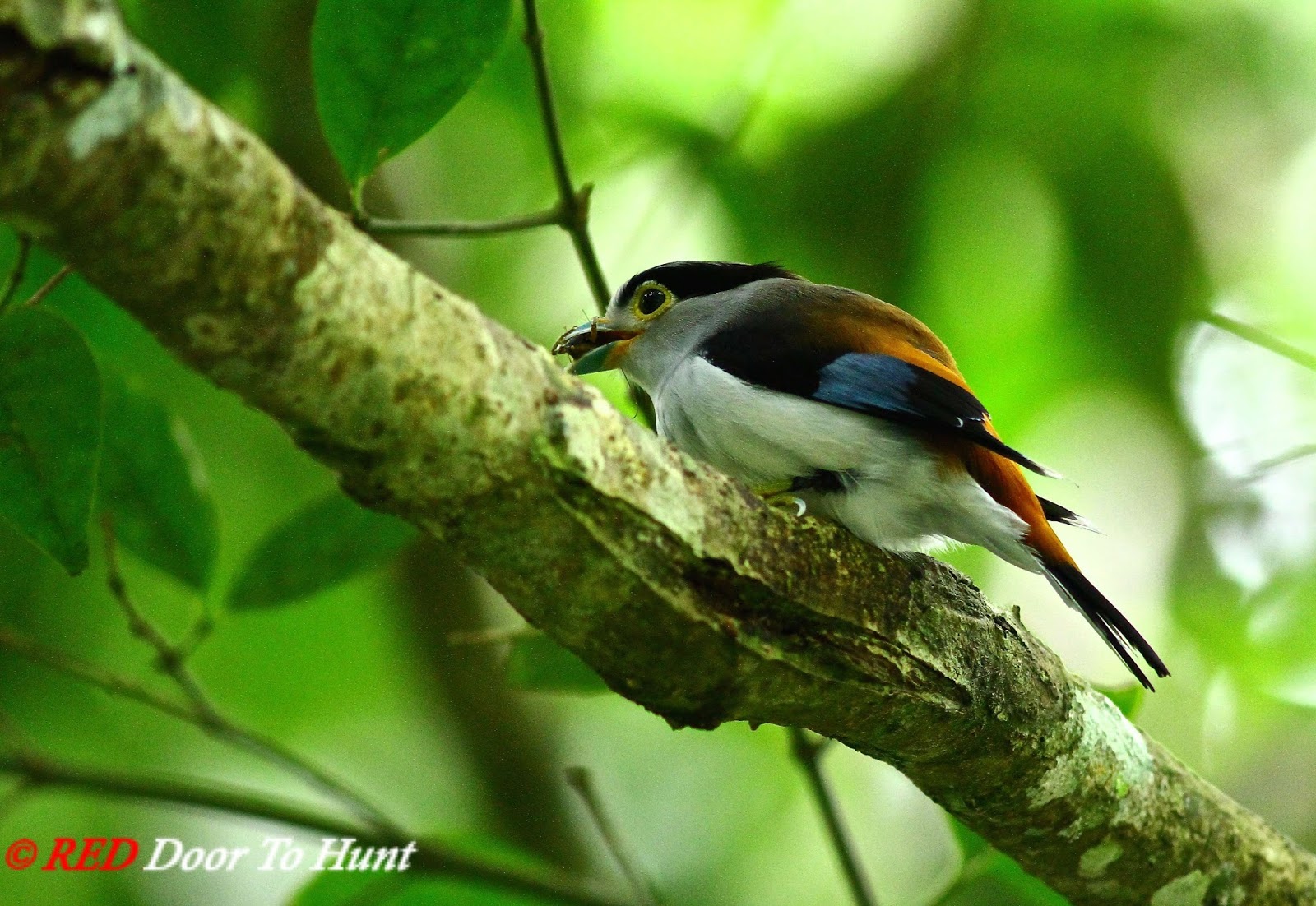 RED Door To Hunt: Rekod Bersarang Burung Takau Dada perak~Serilophus ...