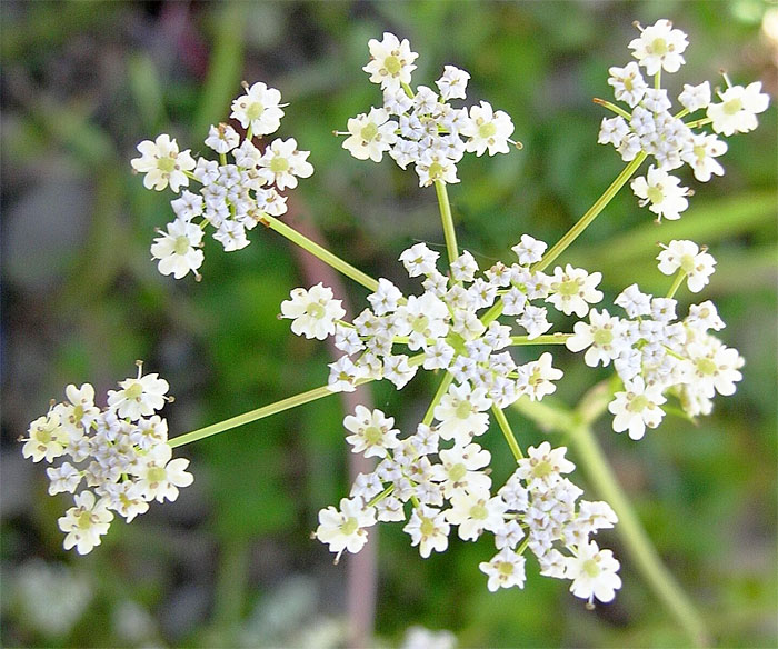 Kimyon nedir? Kimyoni ne demektir? Anlamı - Laf Sözlük