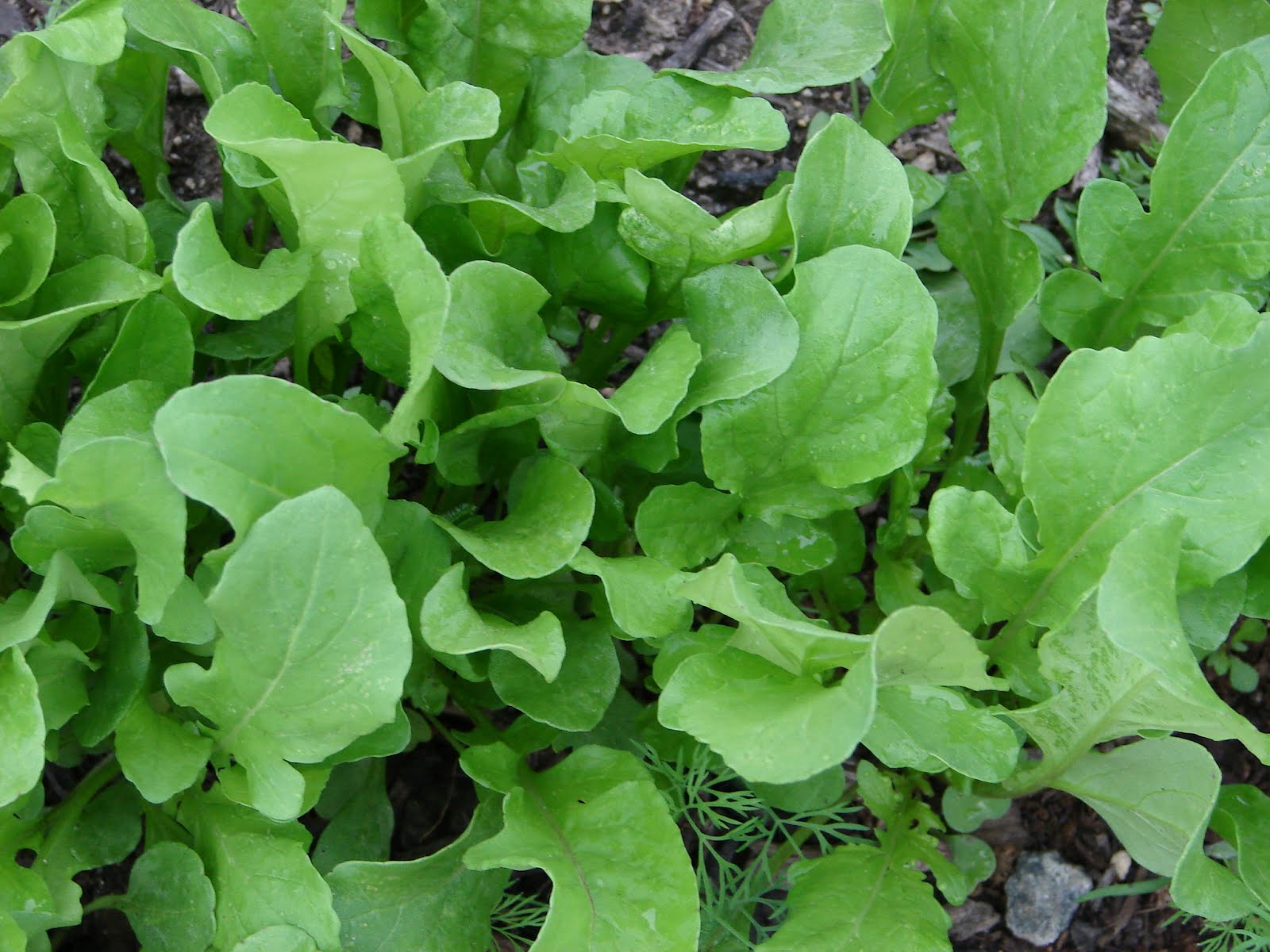 One Love Farm: Arugula