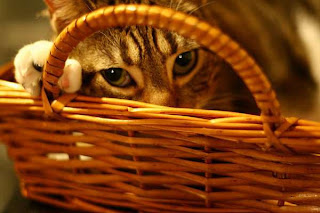 Invisible Cats | sizzerspedia