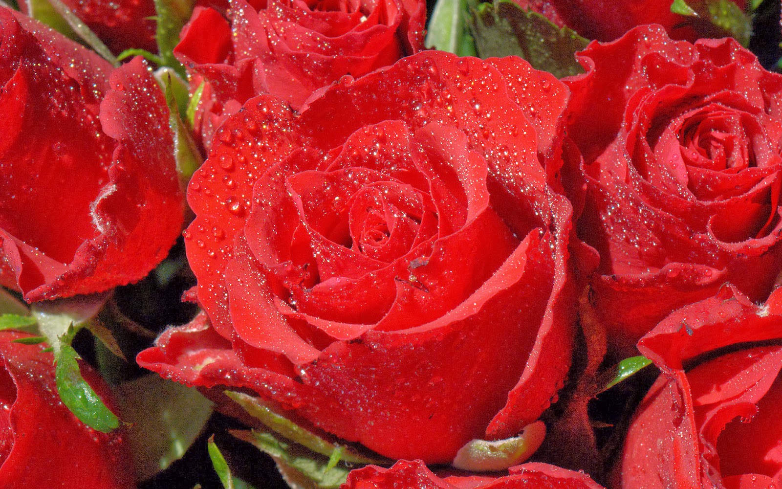 Wonderful Nature Wallpapers: The Most Wonderful Nature Of Roses