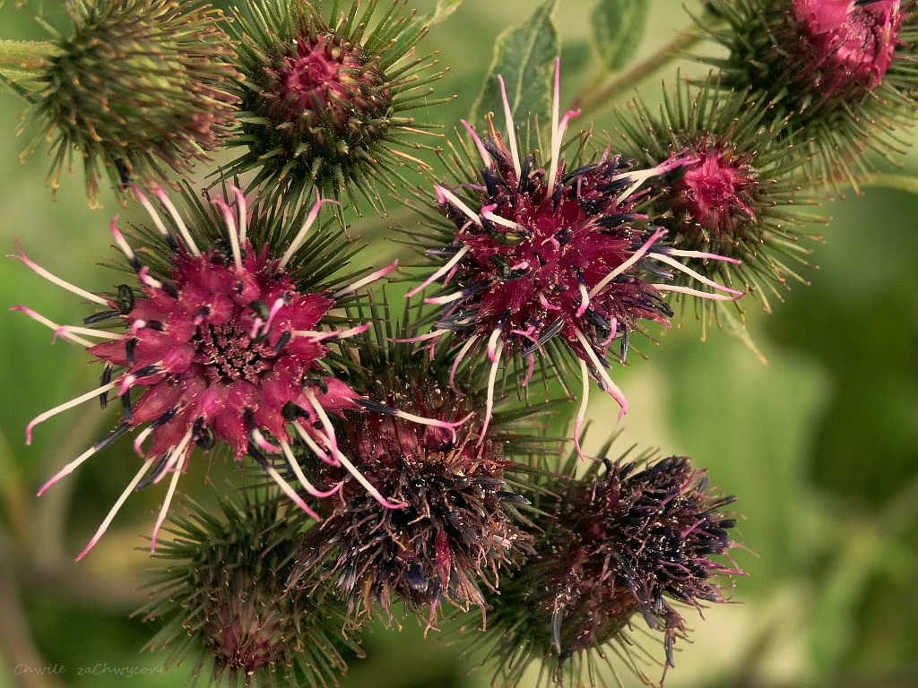 Chwile zaChwycone: Łopian większy też kwitnie
