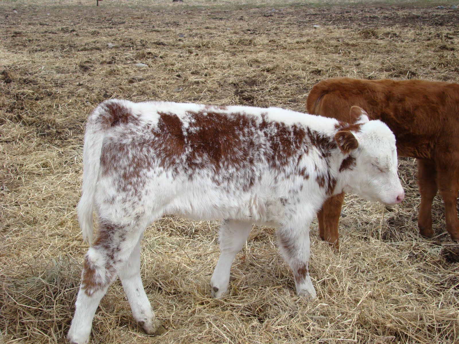 Lautner Farms: Indian Outlaw calves from Dan Bates