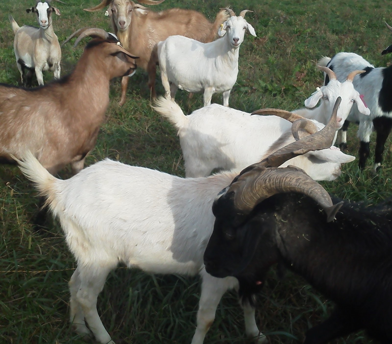 Generation Farm Kiko Goats So Many Apologies