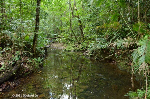 The rainforests of Borneo & Southeast Asia: Back to Sebuyau