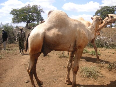 The Somali Dir Clan's History: Codka Beesha Direed: History of The Dir ...