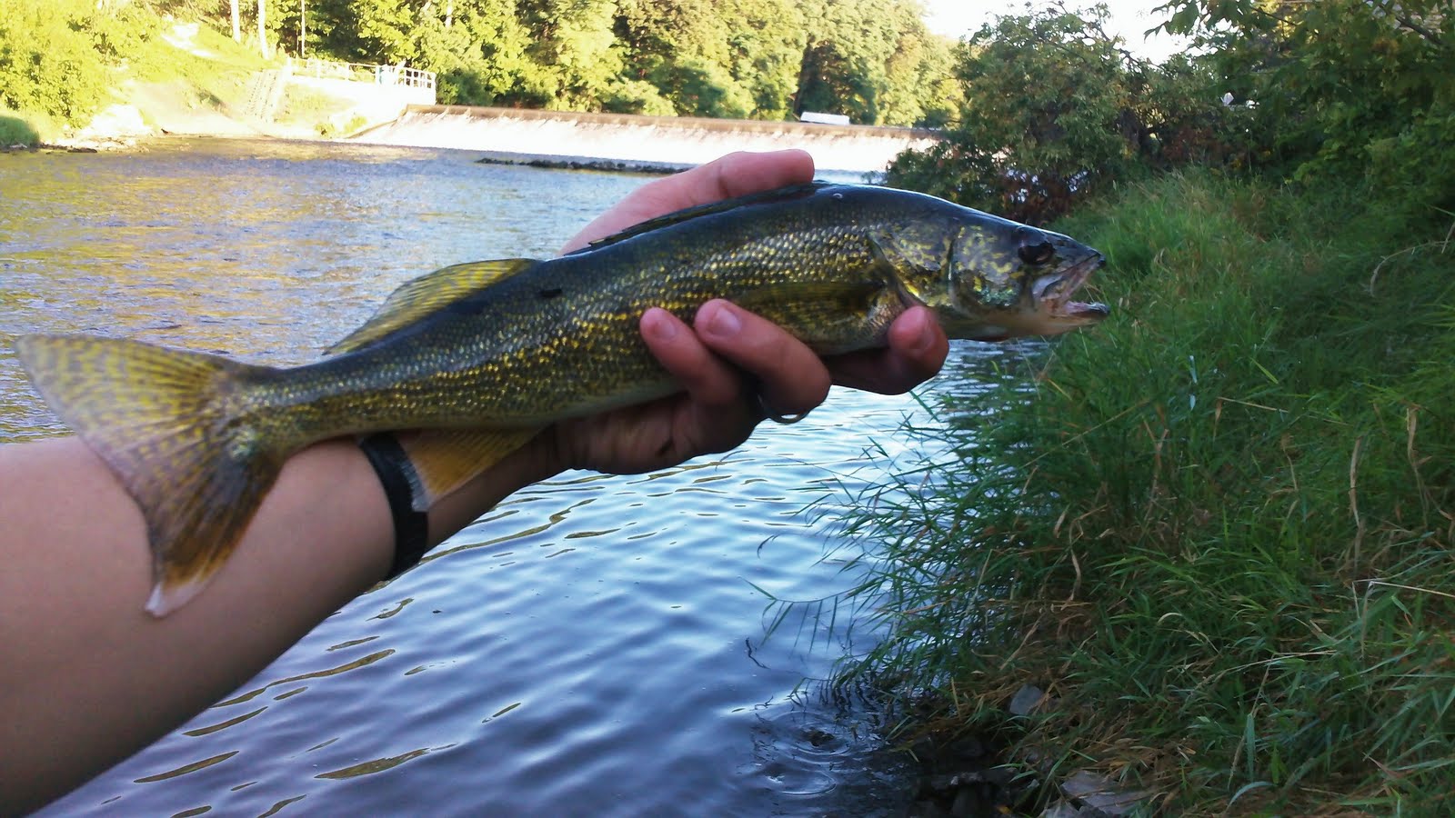 Illinois Wisconsin Fishing: the super sugar river smallmouth