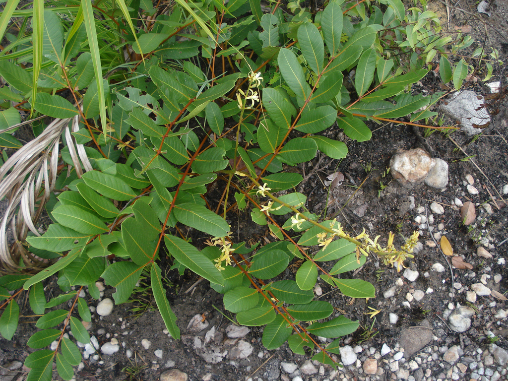 ALAM TUMBUHAN: KELUARGA MELADA PAHIT / ZEZARINIA (Simaroubaceae family)