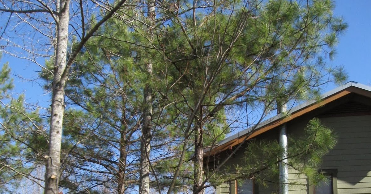 Edifice Rex: Shaking The Tree