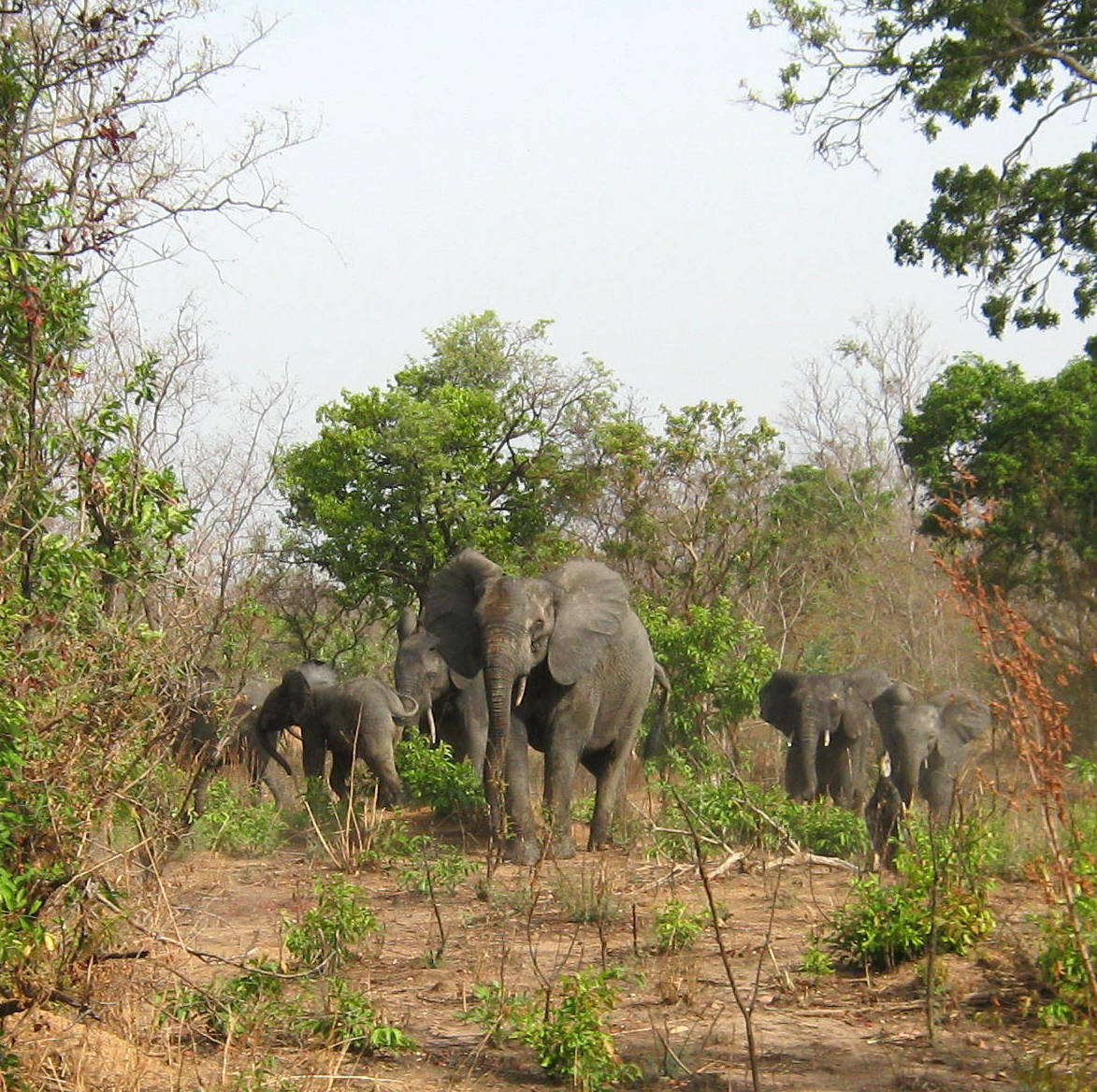 Dwelling Place: Benin: Parc Pendjari: A Safari