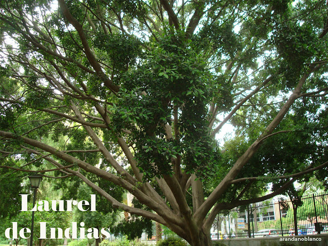 elarbolmiamigo-encinarosa: Laurel de Indias- Ficus retusa, Ficus ...