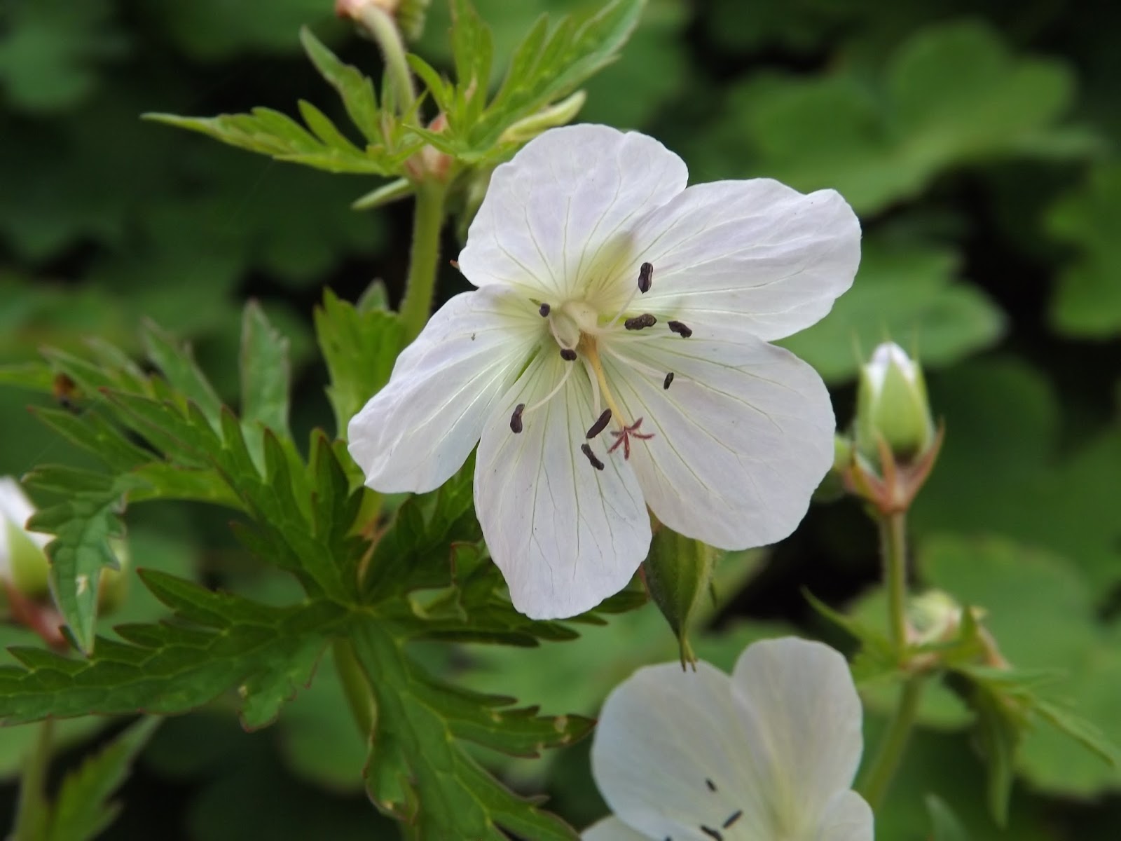 Le Jardin de la Salamandre: Trois semis de Geranium pratense
