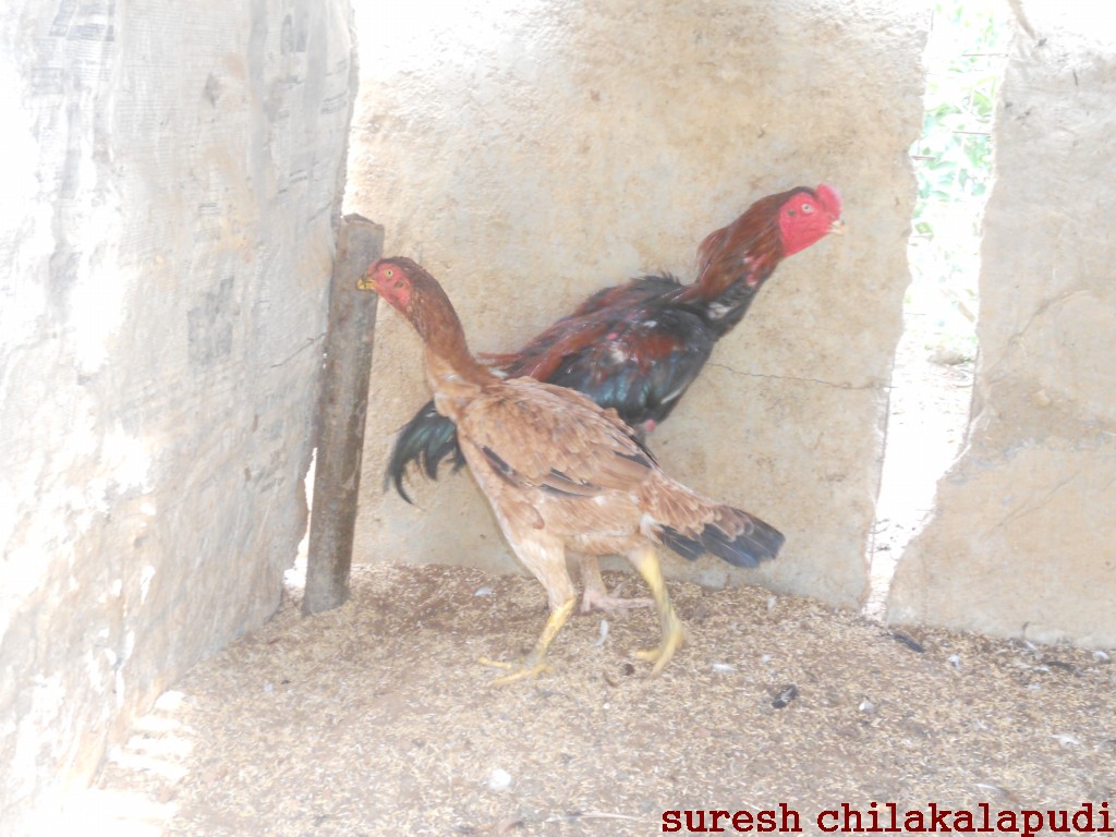 Fighting Rooster: My Best Asil Breed