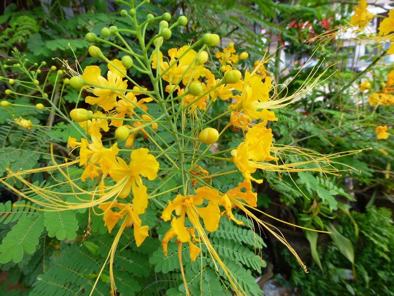 SinhCity: Flowers of Laos