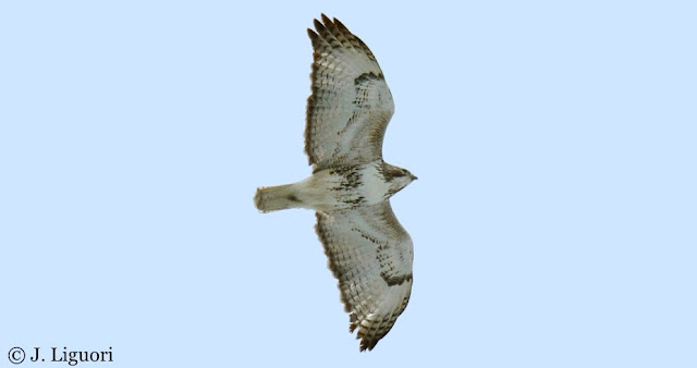 Raptor Identification and Photography: Red-tailed Hawk Patagial Marks