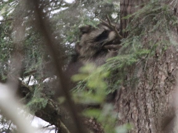 Infrared Birding: Welcome to Infrared Birding