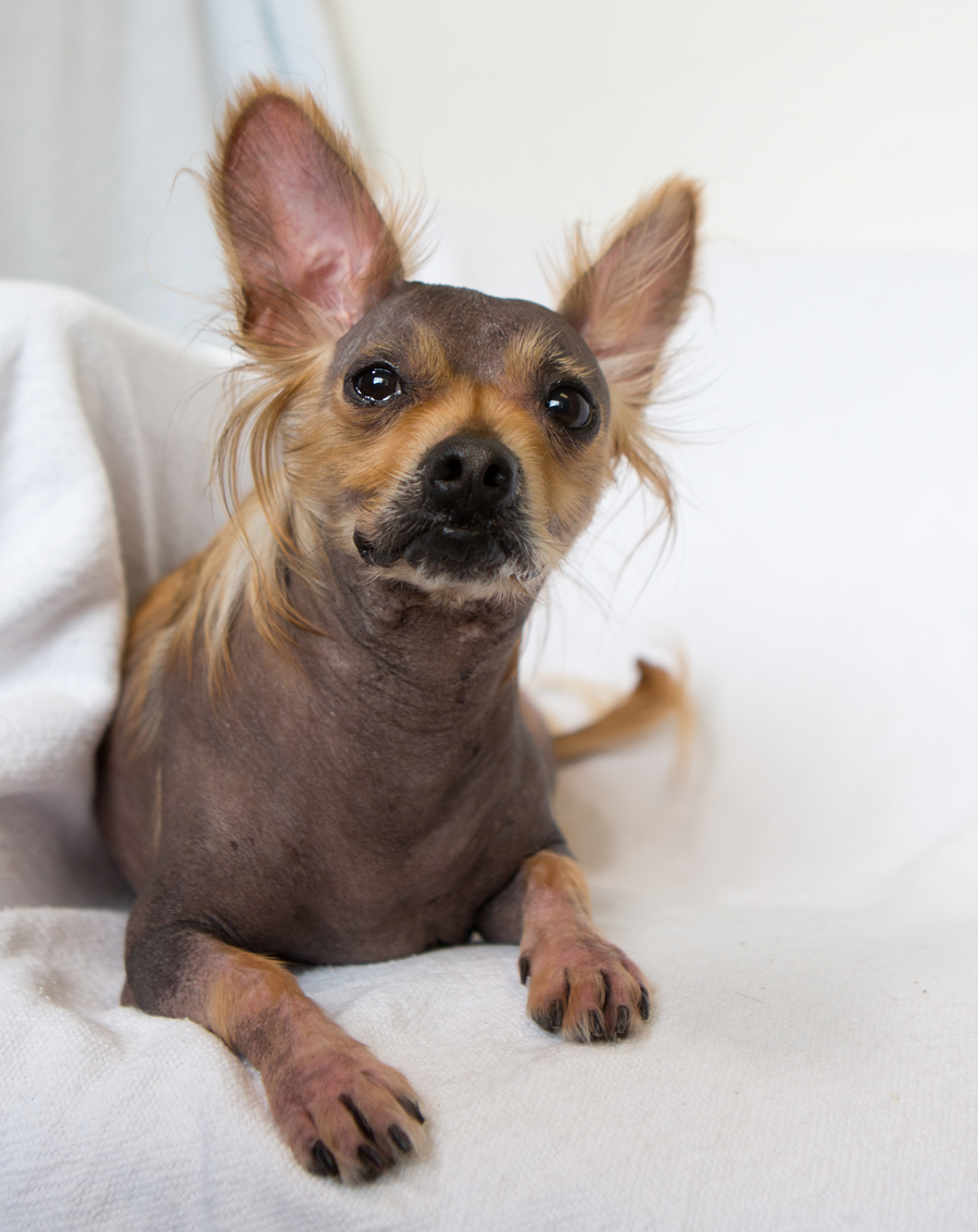 Shelter Dogs of Portland: "BABE" Fun, goodhearted, unique - Chubby ...