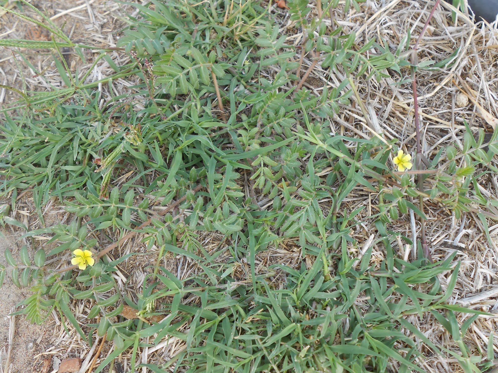 JB FlowersandVeg: Just a little crispy.