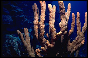 Real Monstrosities: Sponge