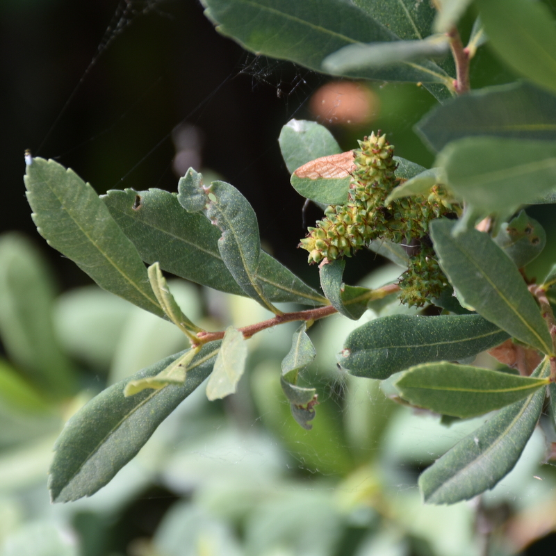 PORSE – HAVEFOLKET