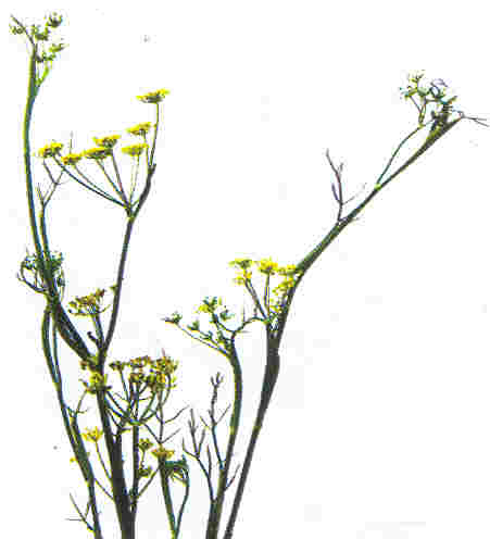 Centro Poblado de Chaca: ESTUDIO ETNOBOTÁNICO DE LAS PLANTAS ...