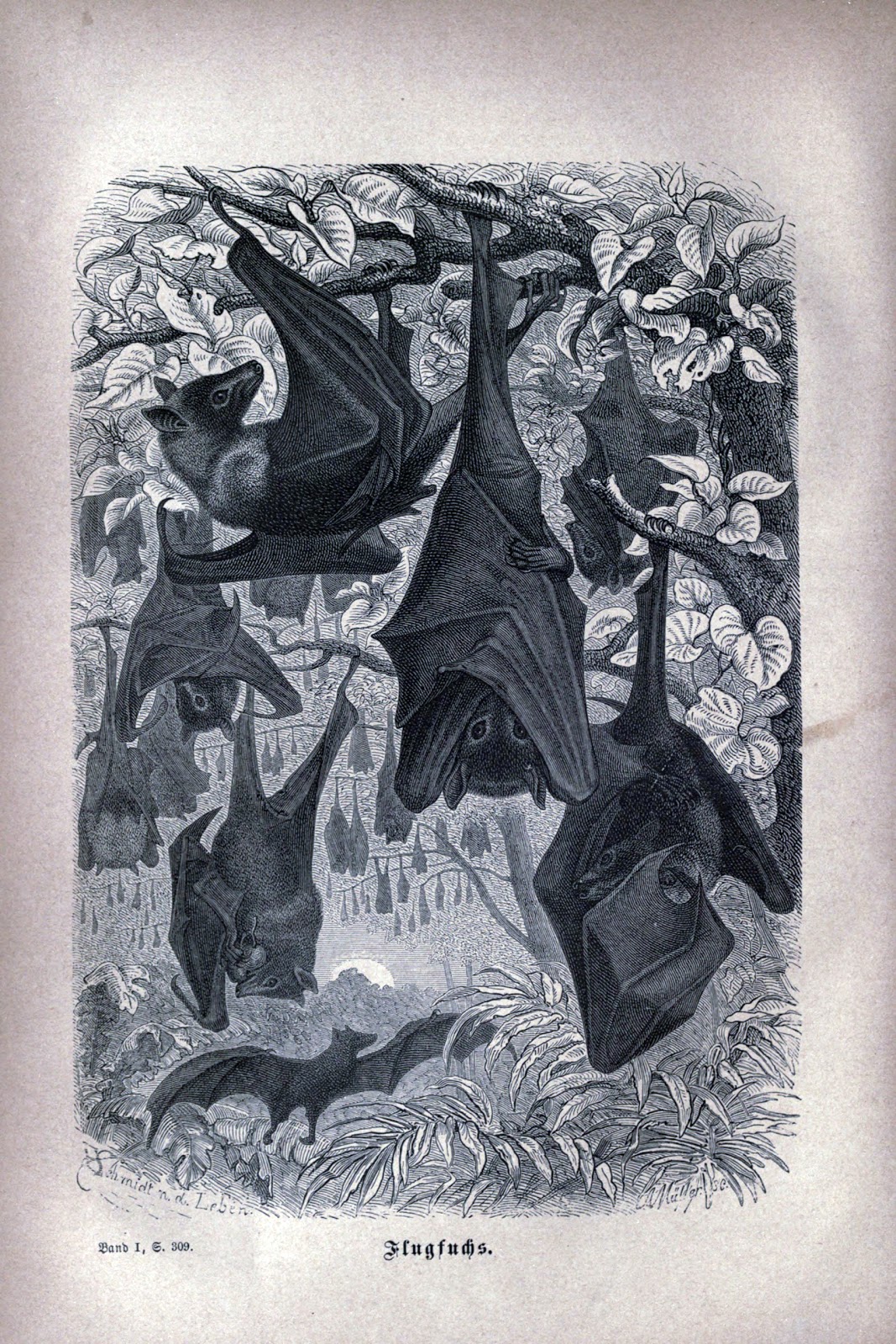 Biodiversity Heritage Library Halloween Biodiversity Myths And Legends
