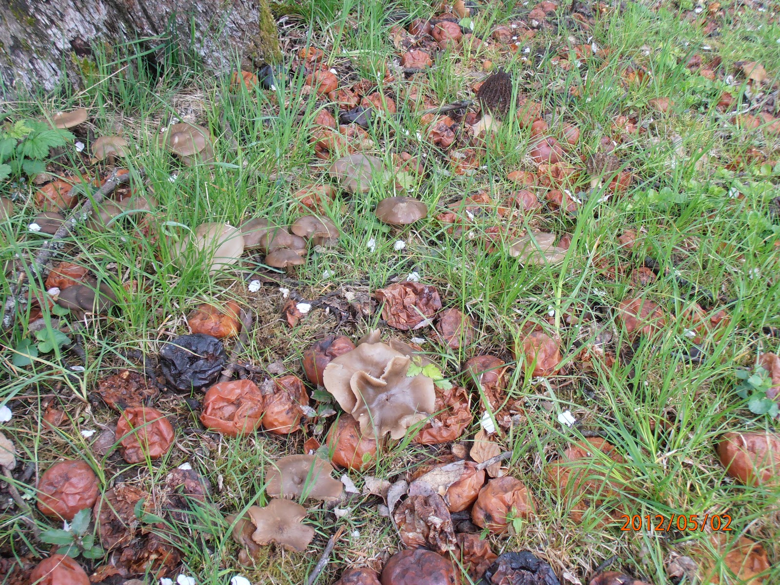 Trouver des morilles grâce aux entolomes ! - Terra Morchellarum