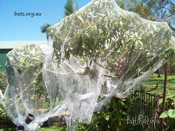 Netting | Fruit tree
