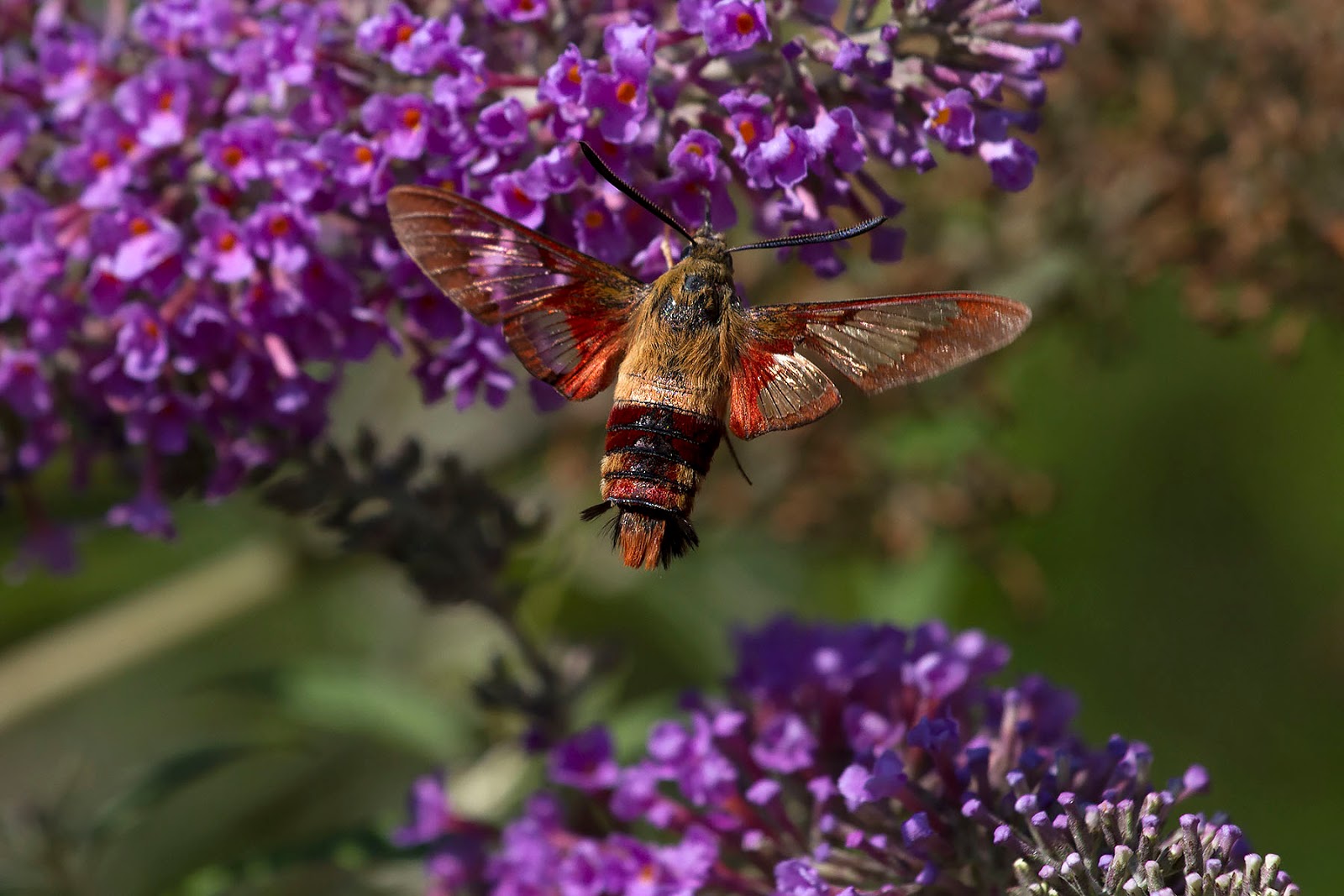 Ann Brokelman Photography: Clear-winged Hummingbird Moth in Hamilton