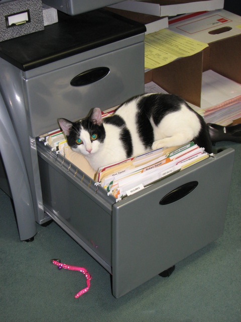paper bag & string: 10 Busy Office Cats Do Some Filing: Workday Tuesday ...